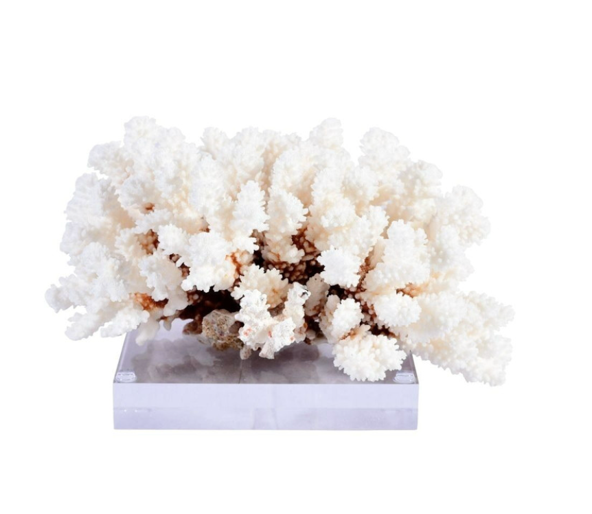Brownstem Coral On Acrylic Base – House of Blum