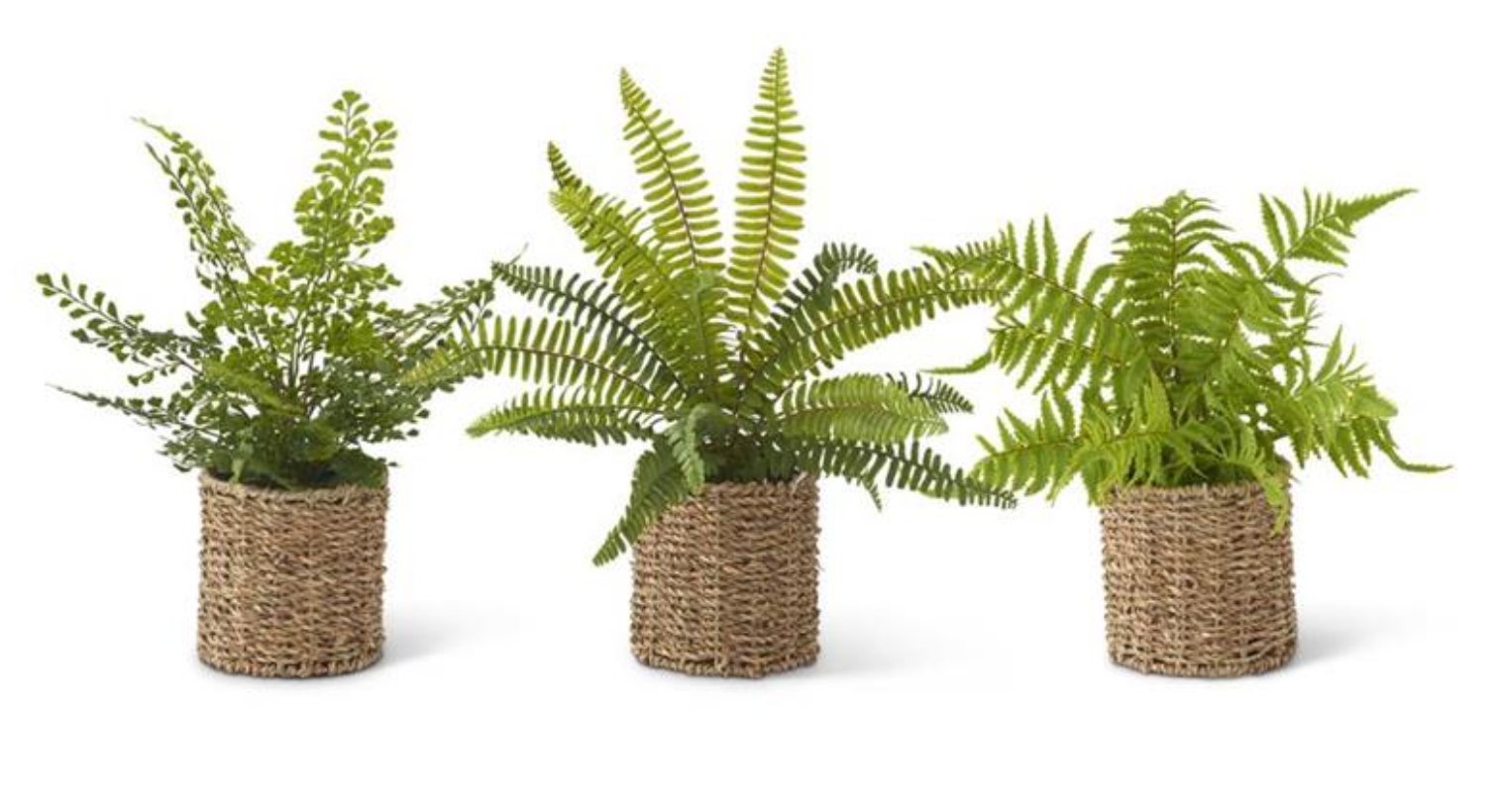 Ferns in Woven Basket – House of Blum